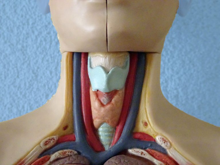 Voedingsondersteuning van de schildklier - natuurdietisten.nl